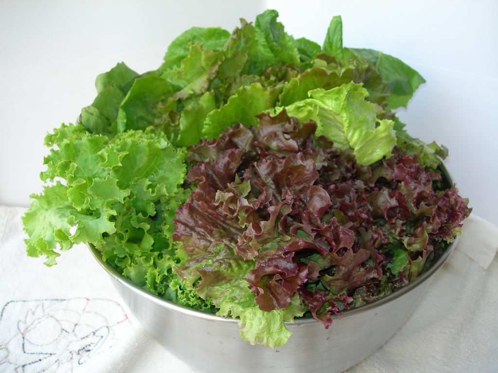 Lettuce - Mixed Pack – Rainbow Harvest Farm